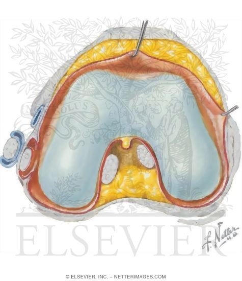 Knee Joint, Superior View