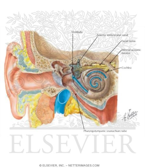 internal auditory meatus anatomy coloring pages