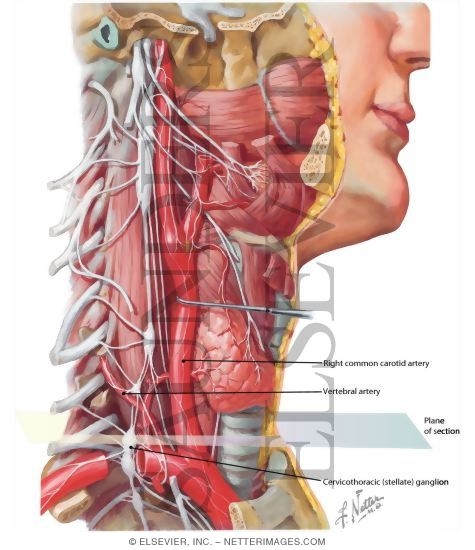 cervicothoracic ganglion function
