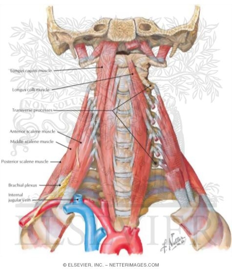 Scalene and Prevertebral Muscles