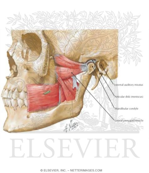 Pterygoid Plate Netter