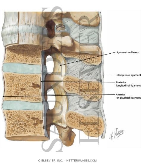 Vertebral Ligaments: Lumbar Region