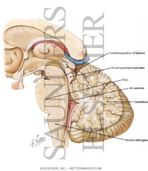 Brainstem: Medial View