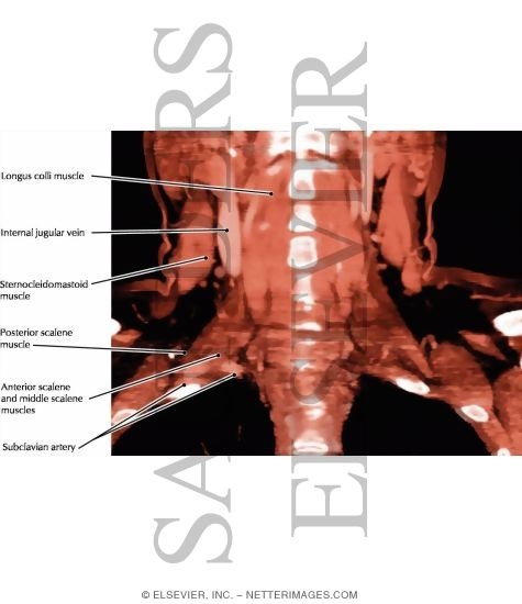 Scalene and Prevertebral Muscles