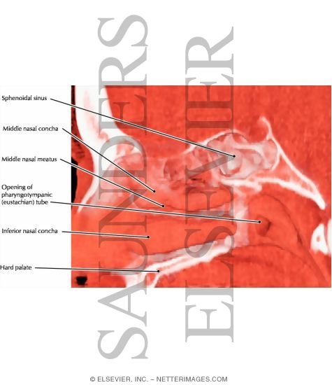 Nasal Conchae