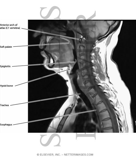 Pharynx, Median Sagittal Section