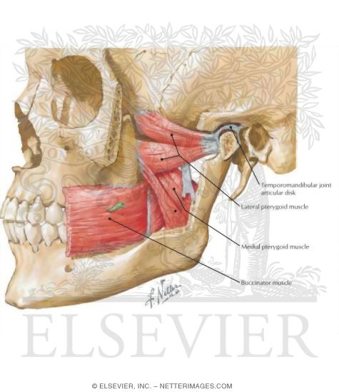 Temporal Region: Muscles of Mastication