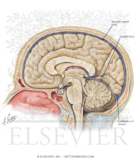 Medial Surface of the Brain: Brodmann Areas