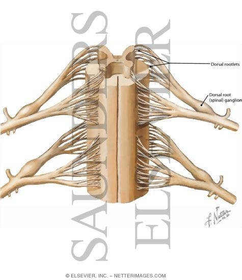 ventral root labeled