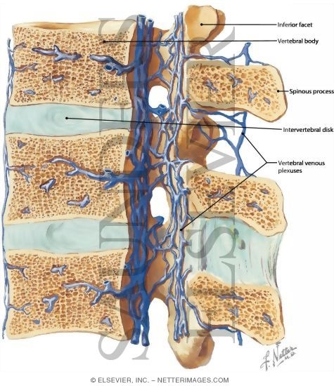 Vertebral Venous Plexus