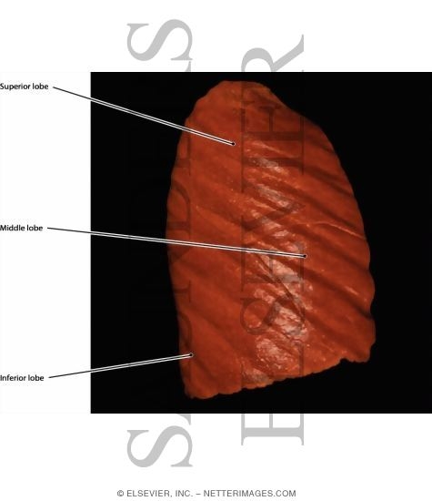Right Lung, Lateral View