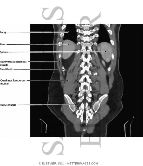 Quadratus Lumborum