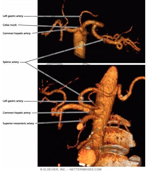 Celiac Trunk, Normal and Variant