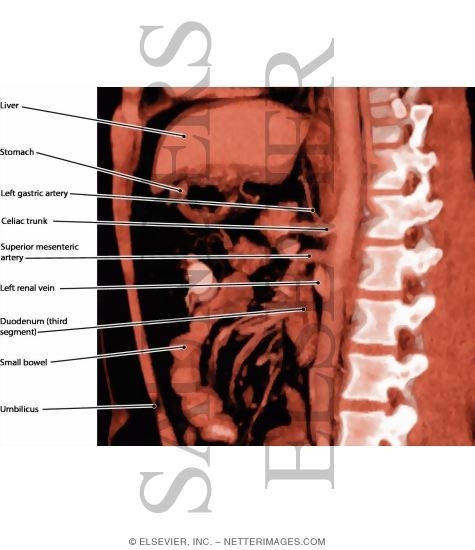 Abdominal Viscera, Parasagittal Section