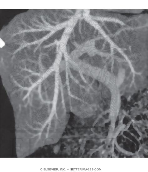 Liver, Vascular System