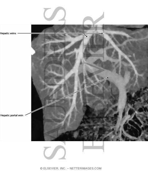 Liver, Vascular System