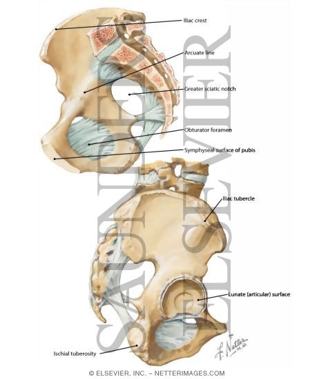 netter pelvis bone