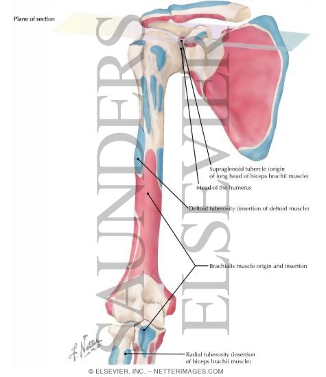 Anterior View of the Shoulder Girdle