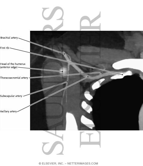 Axillary Artery