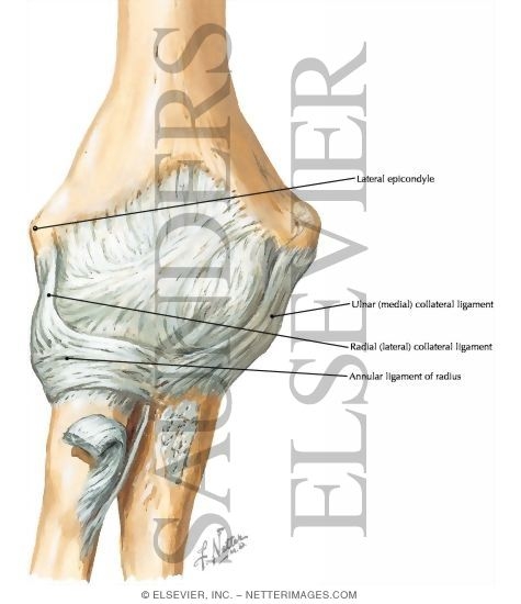 Elbow, Anterior Perspective