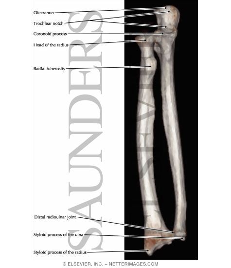 Bones of the Forearm