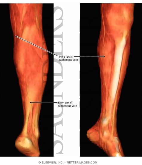 Saphenous Veins
