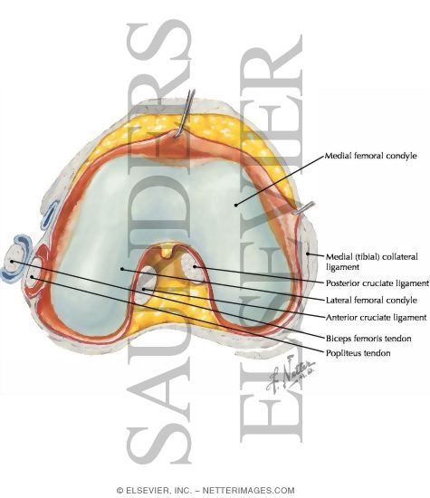Knee Joint, Superior View