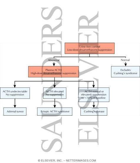 Outline of Tests for the Differential Diagnosis of Cushing's Syndrome