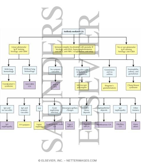 A Serologic Approach to Glomerulonephritis