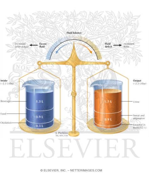 Net Fluid Balance In Fluid Homeostasis