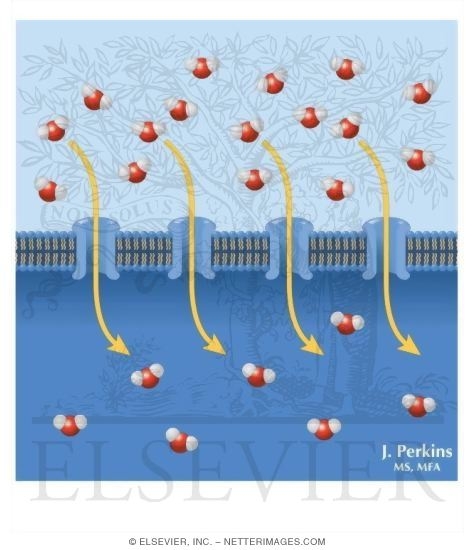 Water Channels In Membrane Transport
