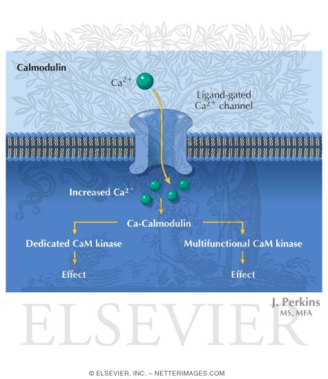 Ca2+-Calmodulin Signal Transduction