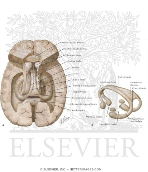 Hippocampus and Fornix