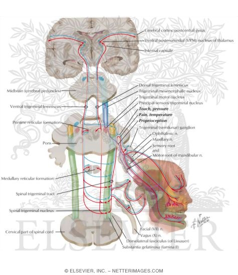 Somesthetic System: Head