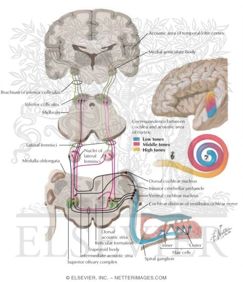 Cochlear Nerve Pathway