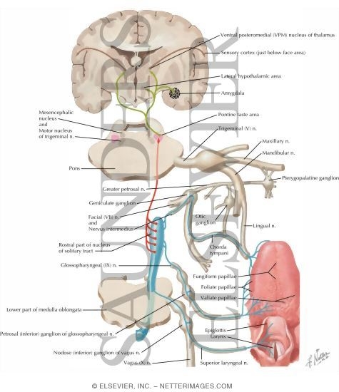 Taste Pathways: Schema