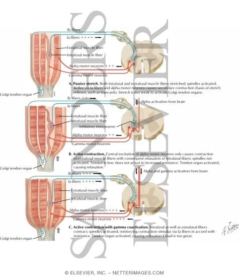 Proprioceptive Reflex Control of Muscle Tension