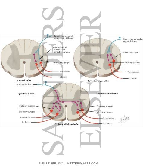 Spinal Reflex Pathways