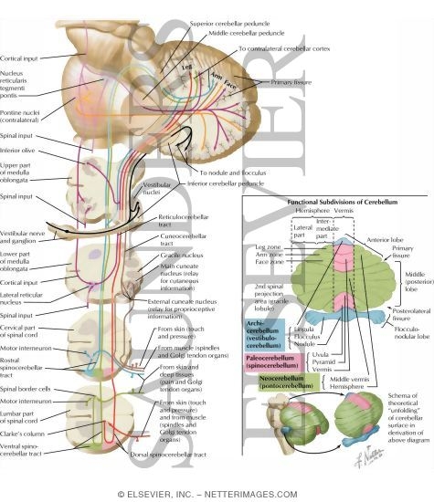 Cerebellar Afferent Pathways