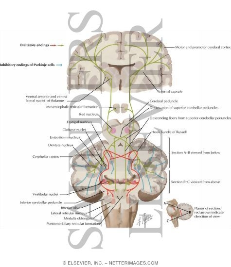 Cerebellar Efferent Pathways