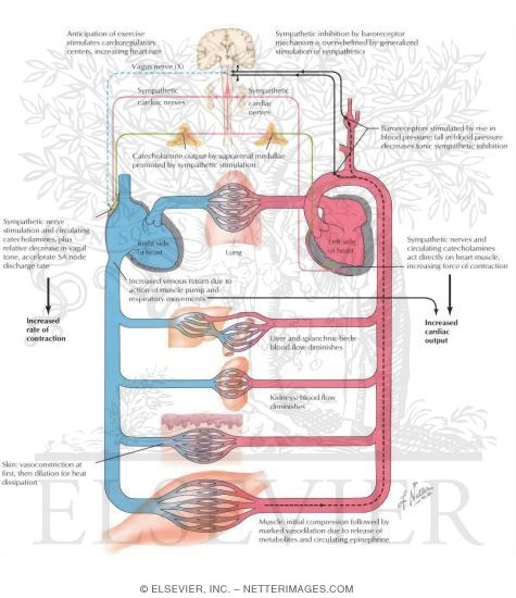 Circulatory Response to Exercise