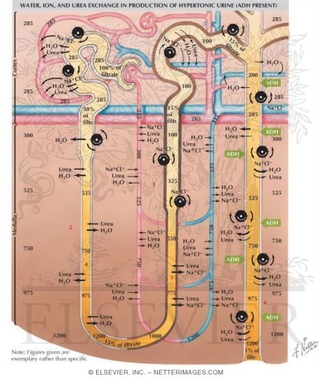 medullary interstitium - meddic