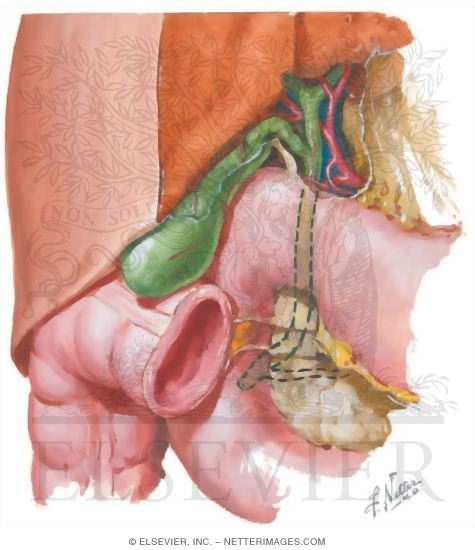 gallbladder structure anatomy