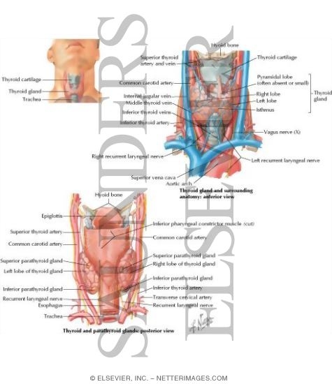 thyroid labelled