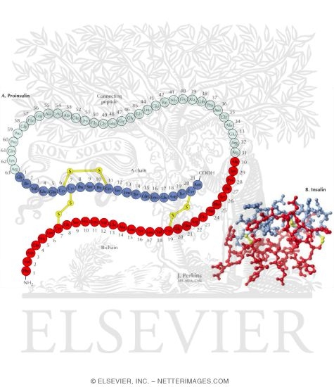 Insulin Structure