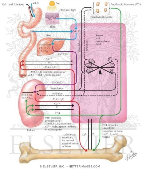 Normal Calcium and Phosphate Metabolism