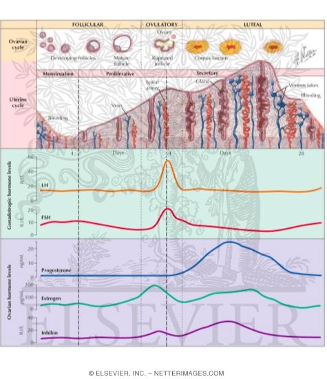 Menstrual Cycle