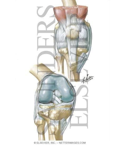 Ligaments of Knee Joint