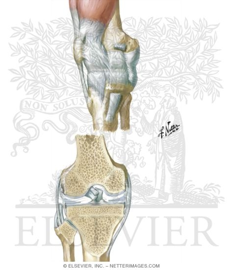 Ligaments of Knee Joint