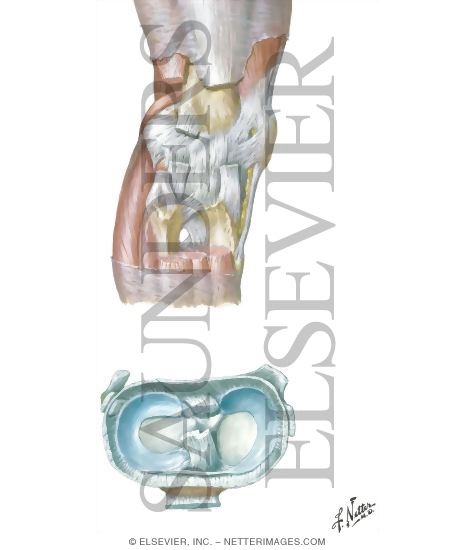 Ligaments of Knee Joint